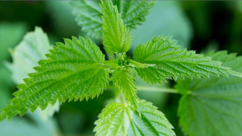 Nettle Leaf: A Friend to your Breast Milk Supply – Motherlove Herbal ...