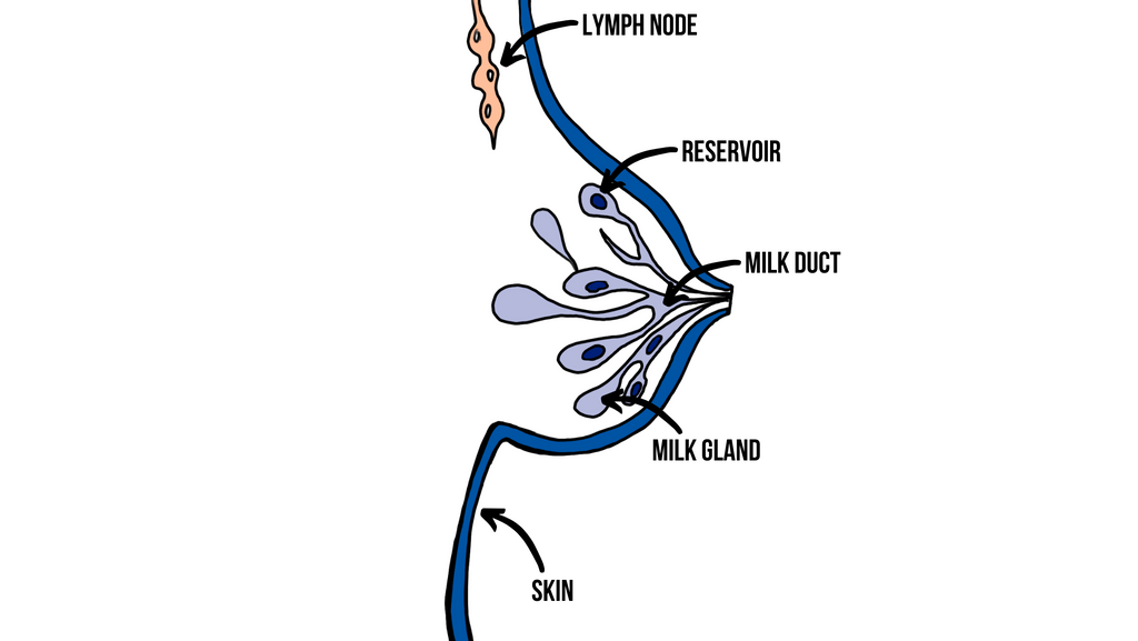 How Is Breast Milk Made? – Motherlove Herbal Company