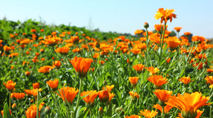 Calendula: From Farm to Product – Motherlove Herbal Company